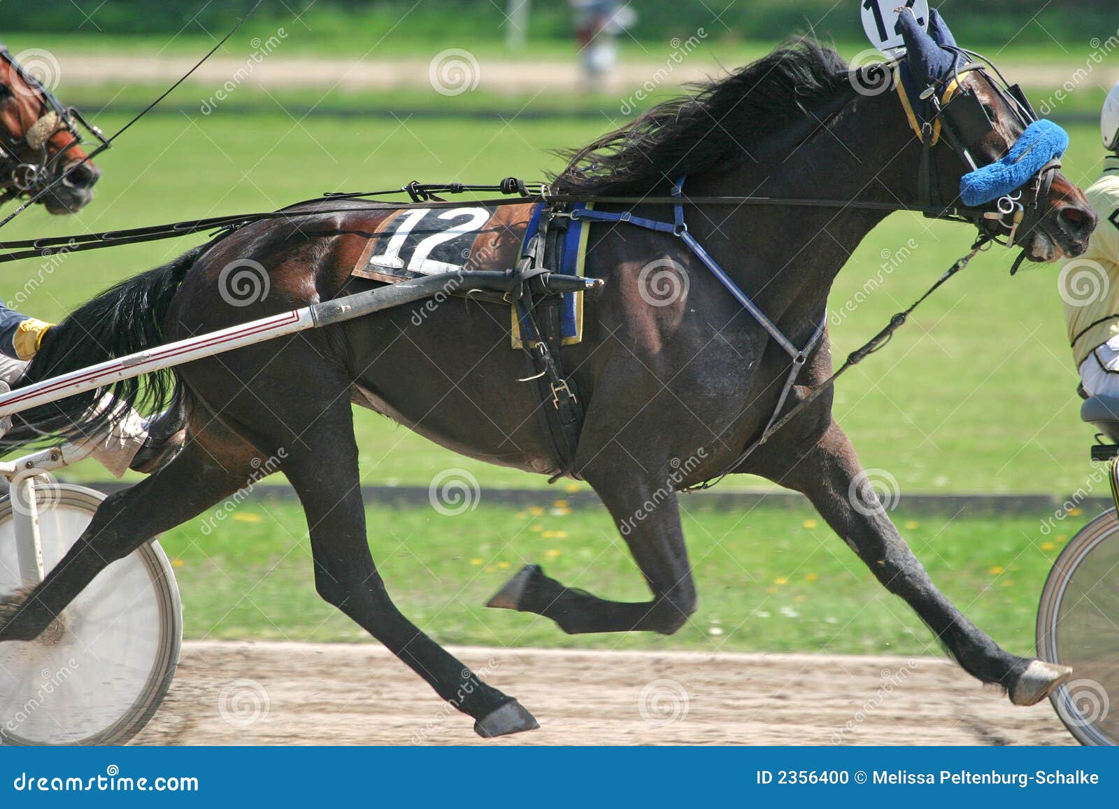 Standardbred stock photo. Image of sports, horse, grass - 2356400