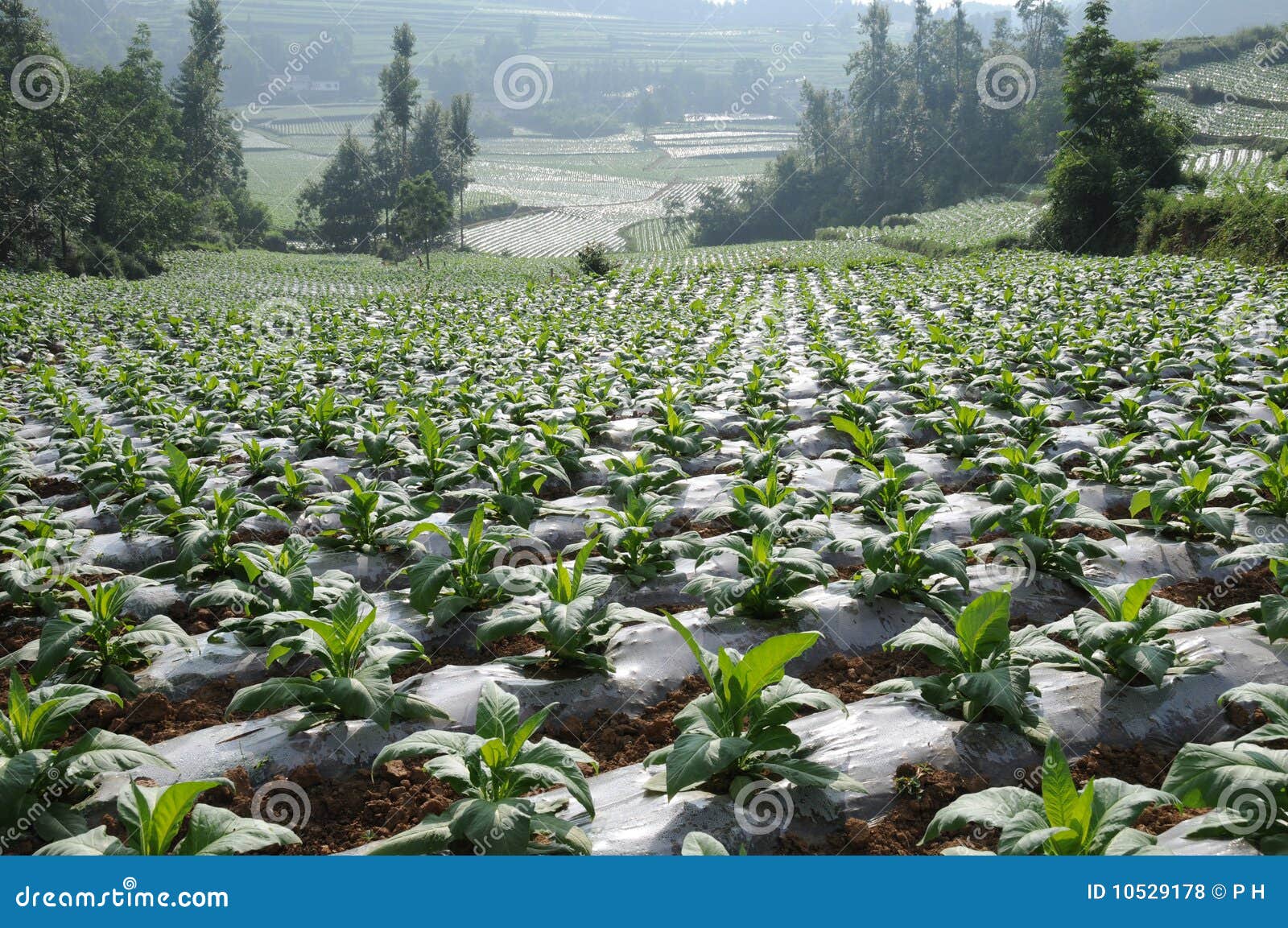 Standardization of Flue-cured Tobacco Planted Stock Photo - Image of ...