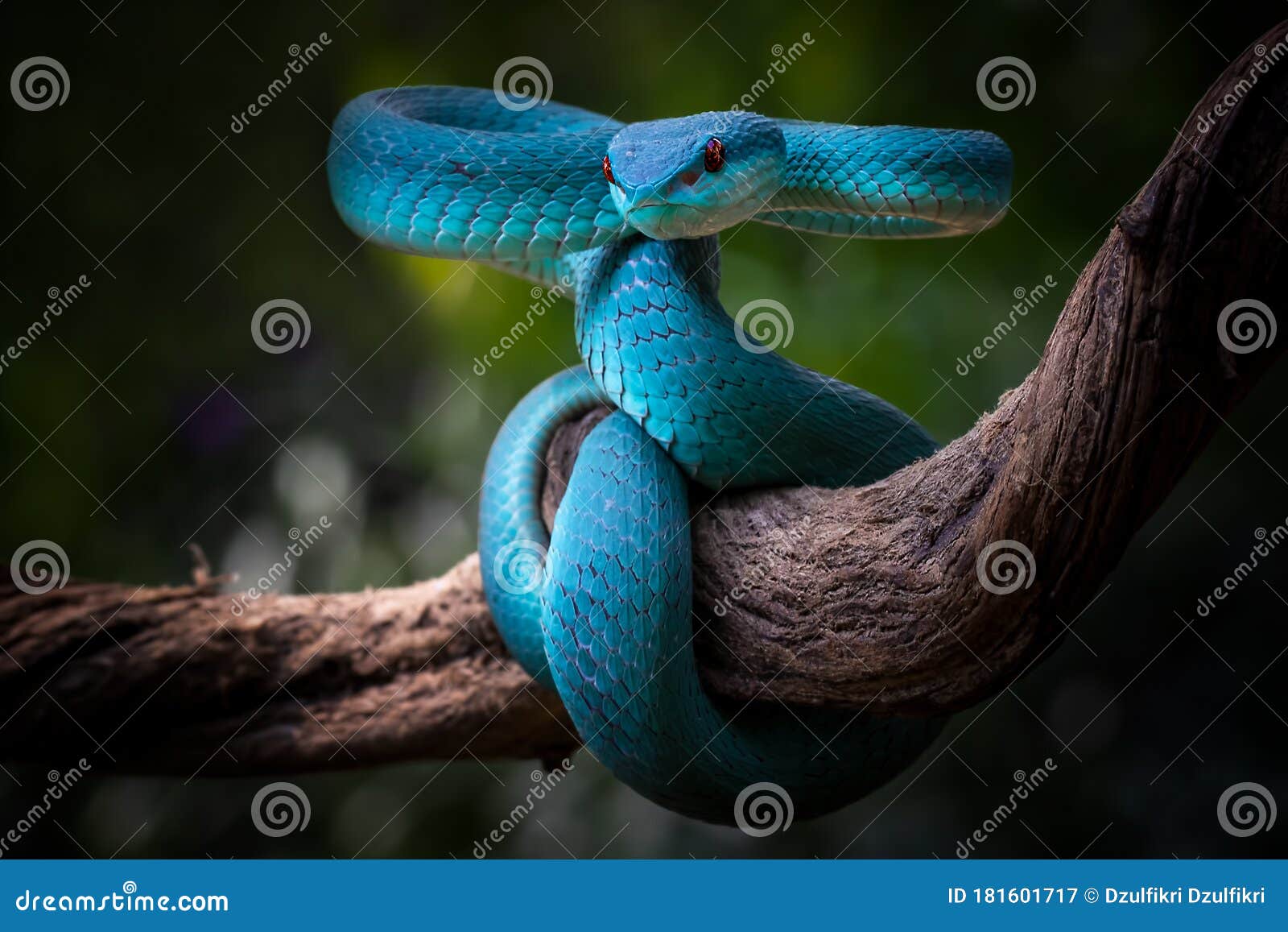 Blue Pit Viper Or White-lipped Pit Viper Trimeresurus Albolabris ... Blue Pit Viper Or White-lipped Pit Viper Trimeresurus Albolabris ...