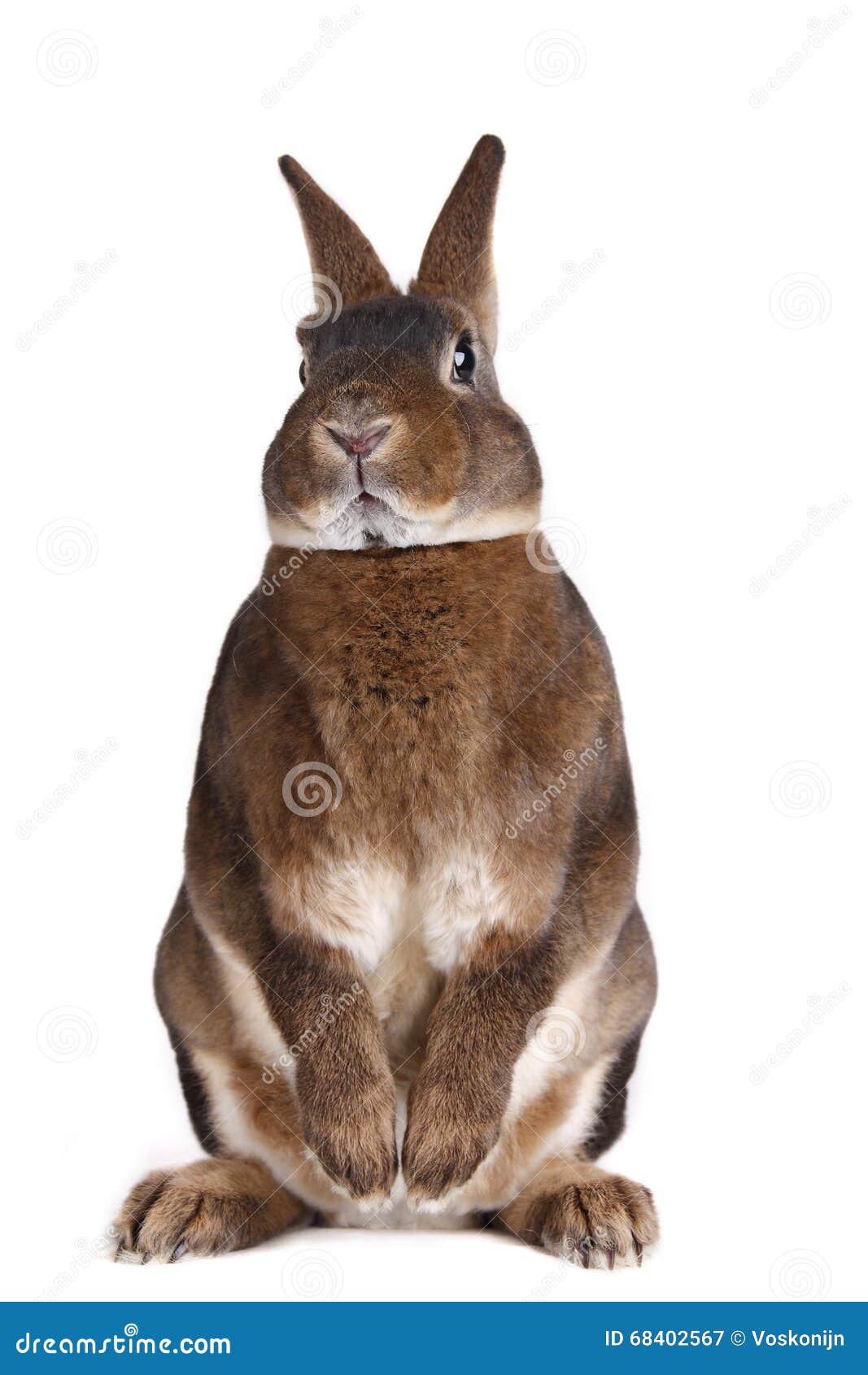 Standig brown rex rabbit stock image. Image of background - 68402567