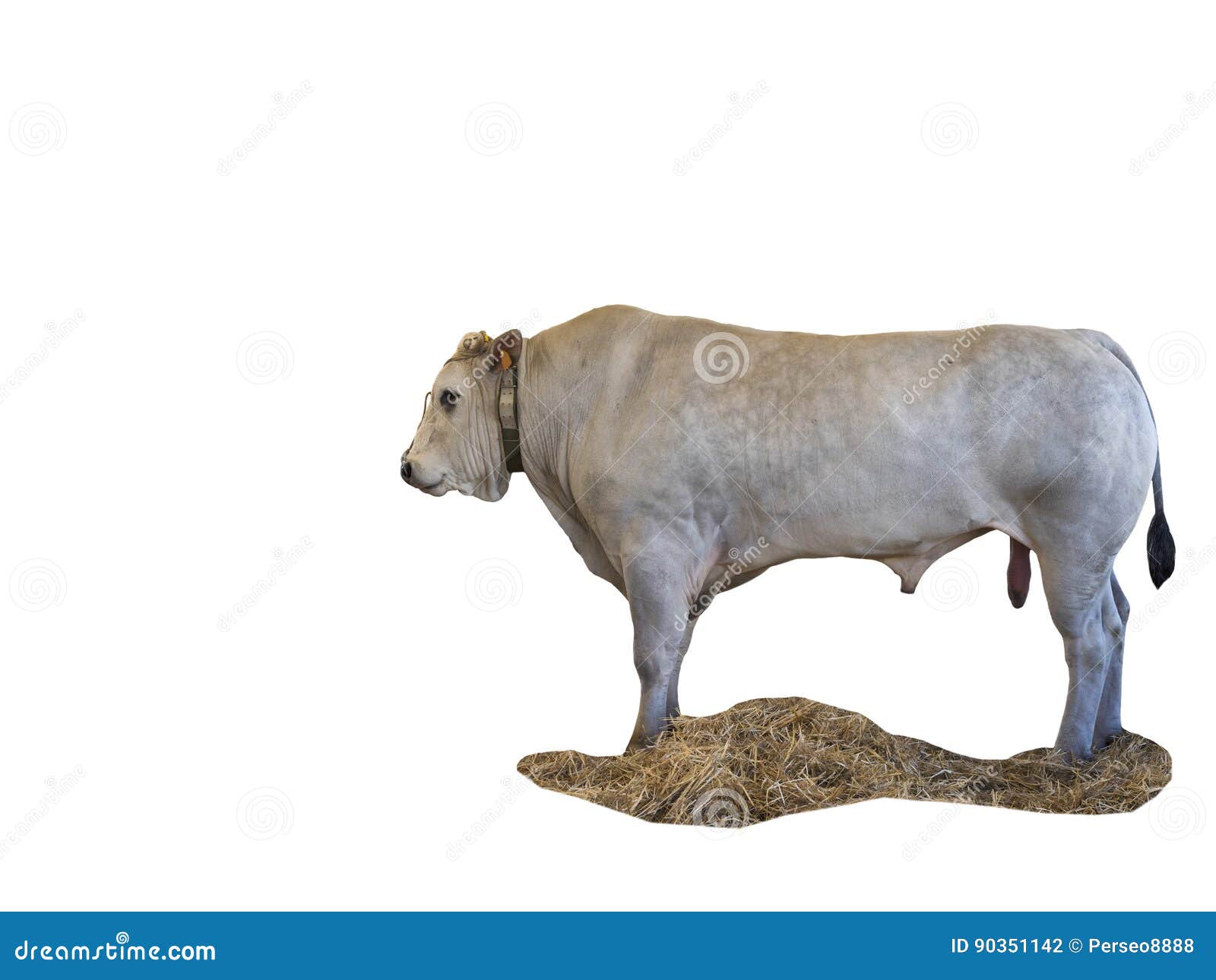 Standing Adult Bull Isolated Over White Background Stock Photo - Image ...