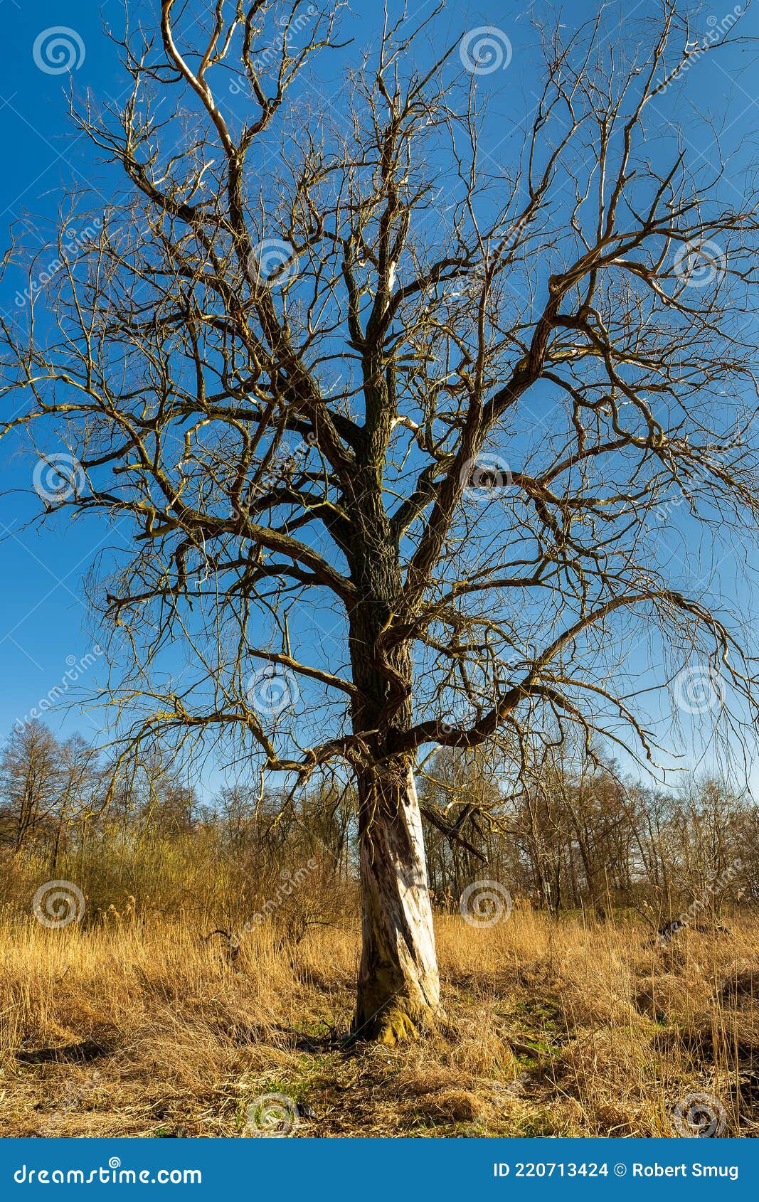 Standing alone old tree stock photo. Image of branch - 220713424