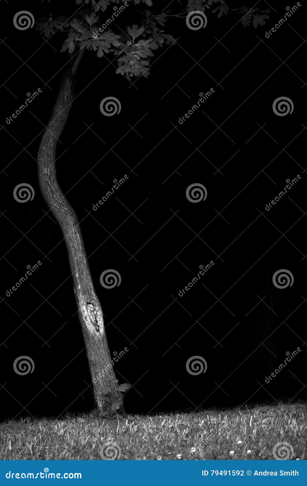 Standing alone stock photo. Image of bent, strength, forest - 79491592