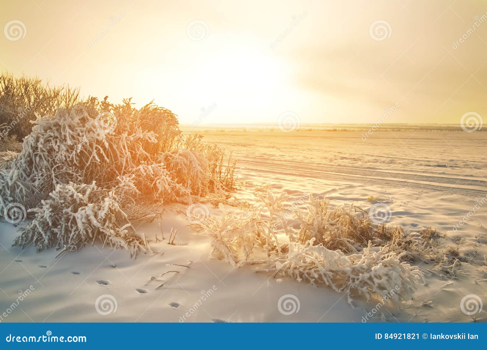 Standing Alone on the White Snow Bush in Sunset Light, the Setting Sun ...