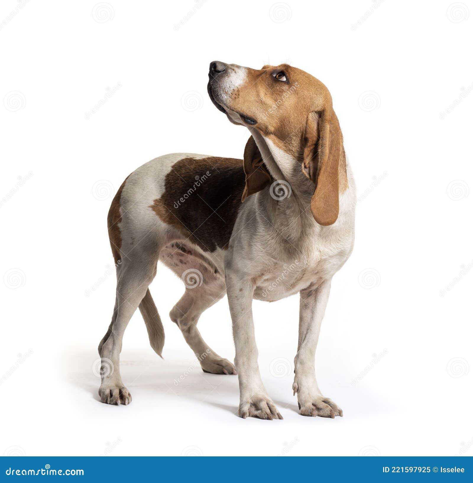 Standing Artois Hound stock image. Image of vertebrate - 221597925