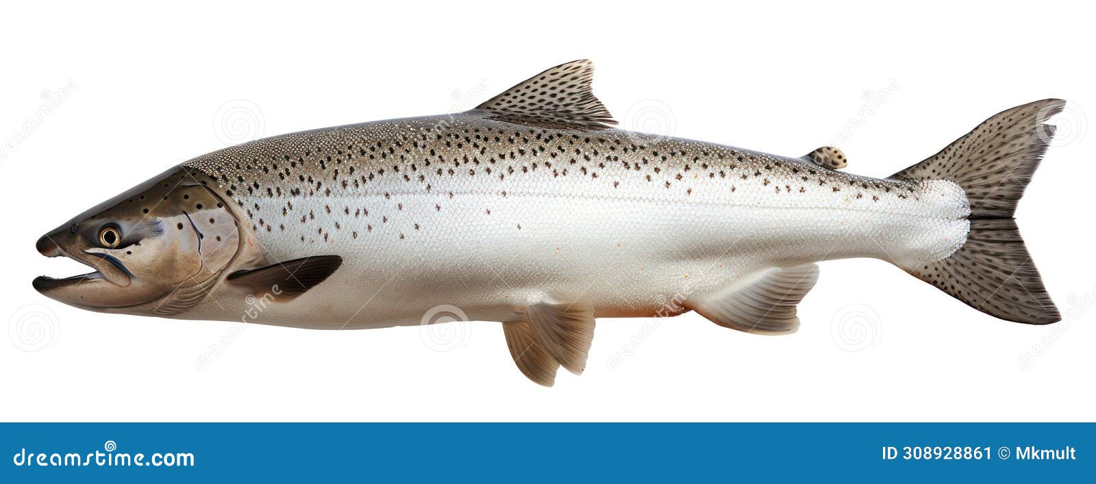 Standing Atlantic Salmon on White Background Stock Image - Image of ...