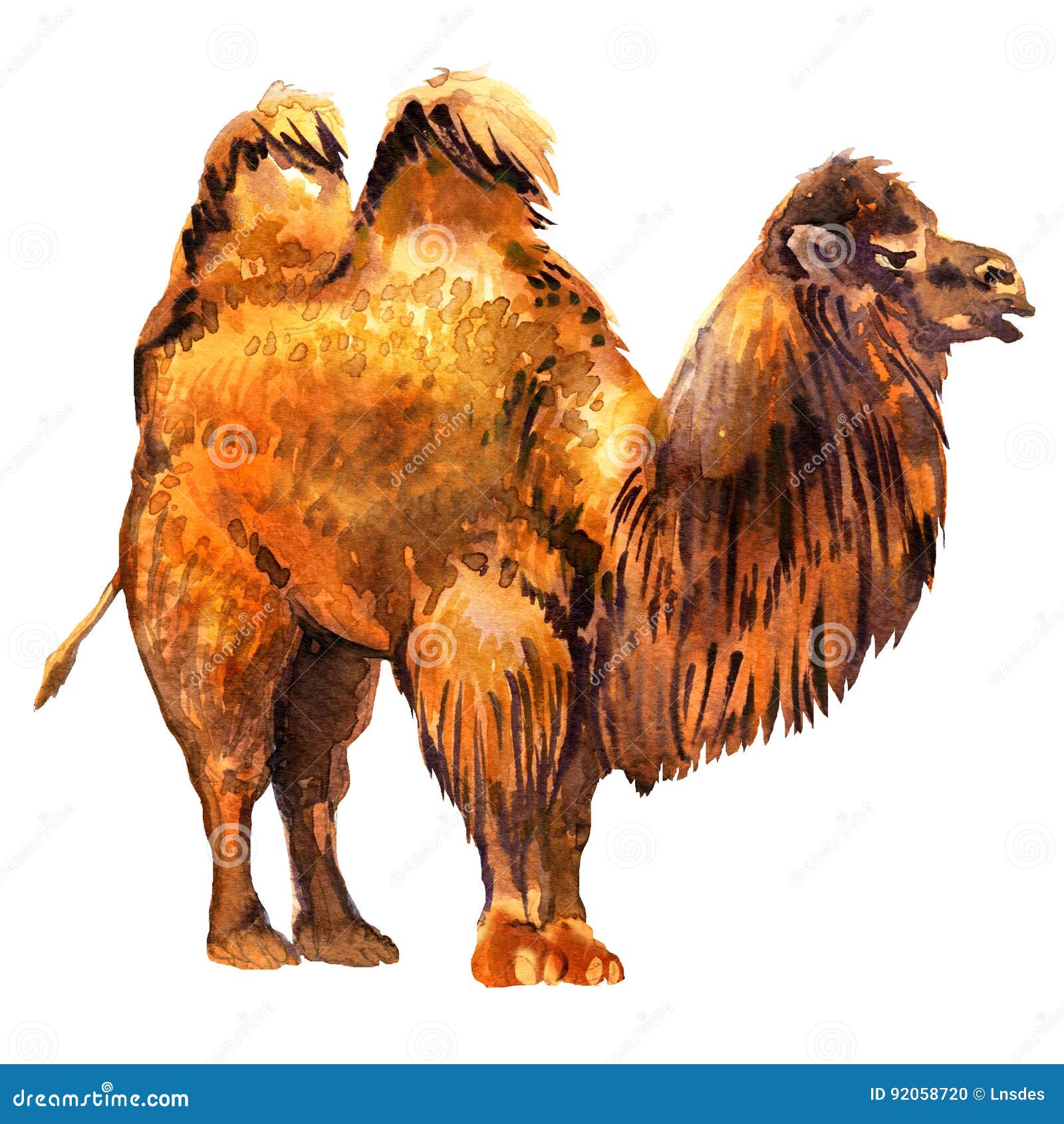 Standing Bactrian Camel In Front, Camelus Bactrianus, , Watercolor ...