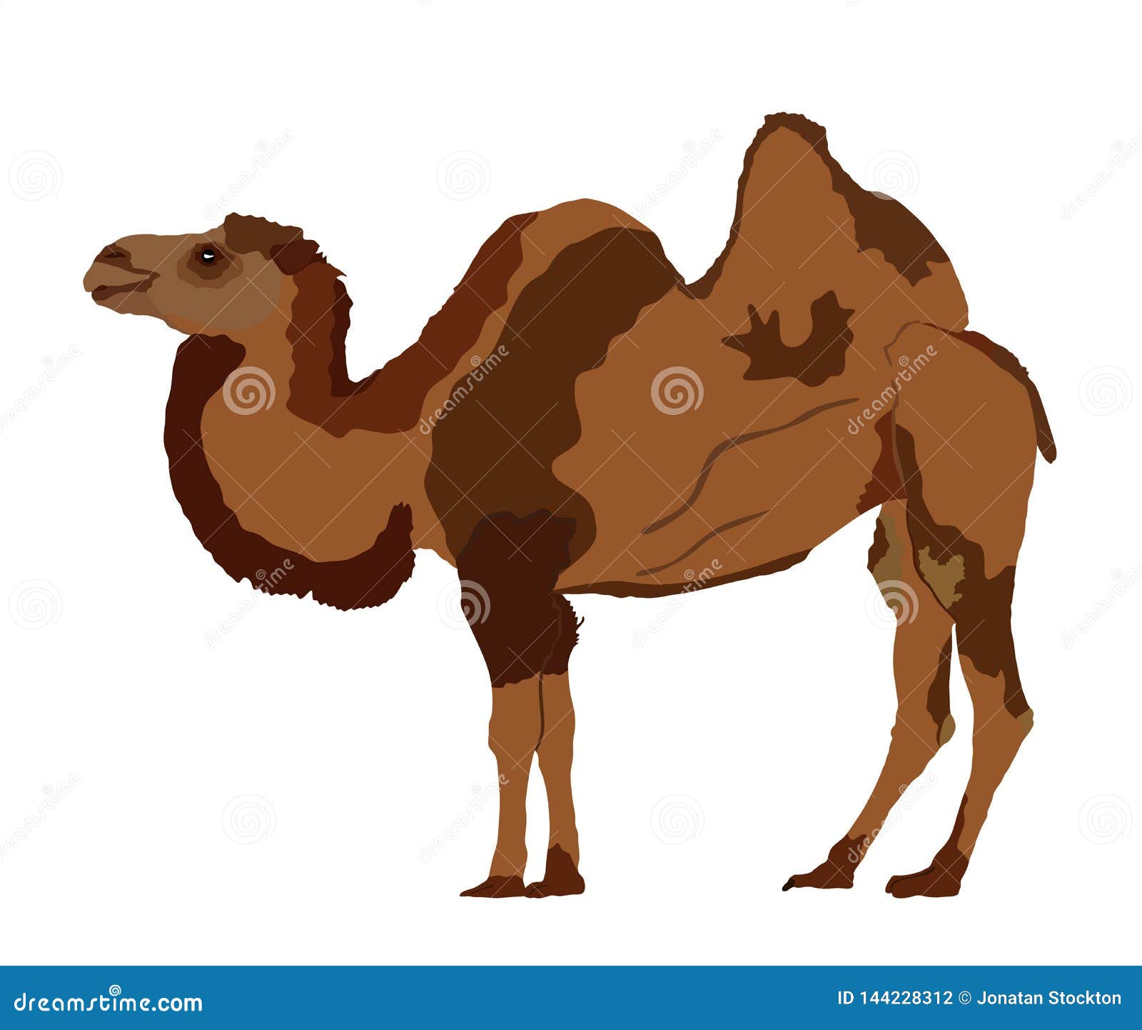 Standing Bactrian Camel Vector Illustration Isolated on White ...