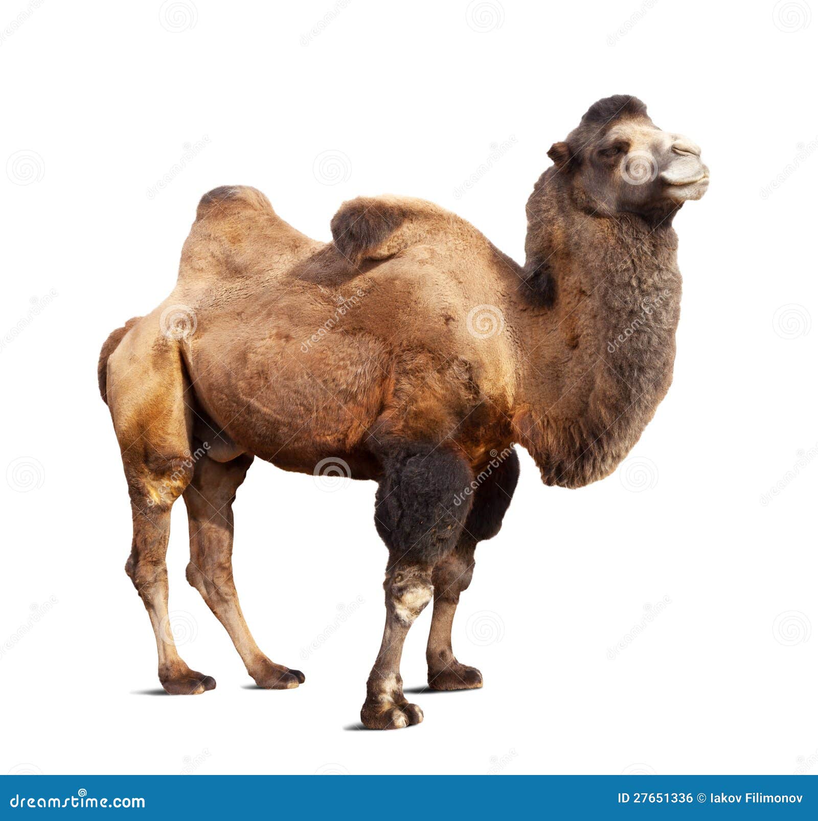 Standing Bactrian Camel On White Background Royalty Free Stock Image ...
