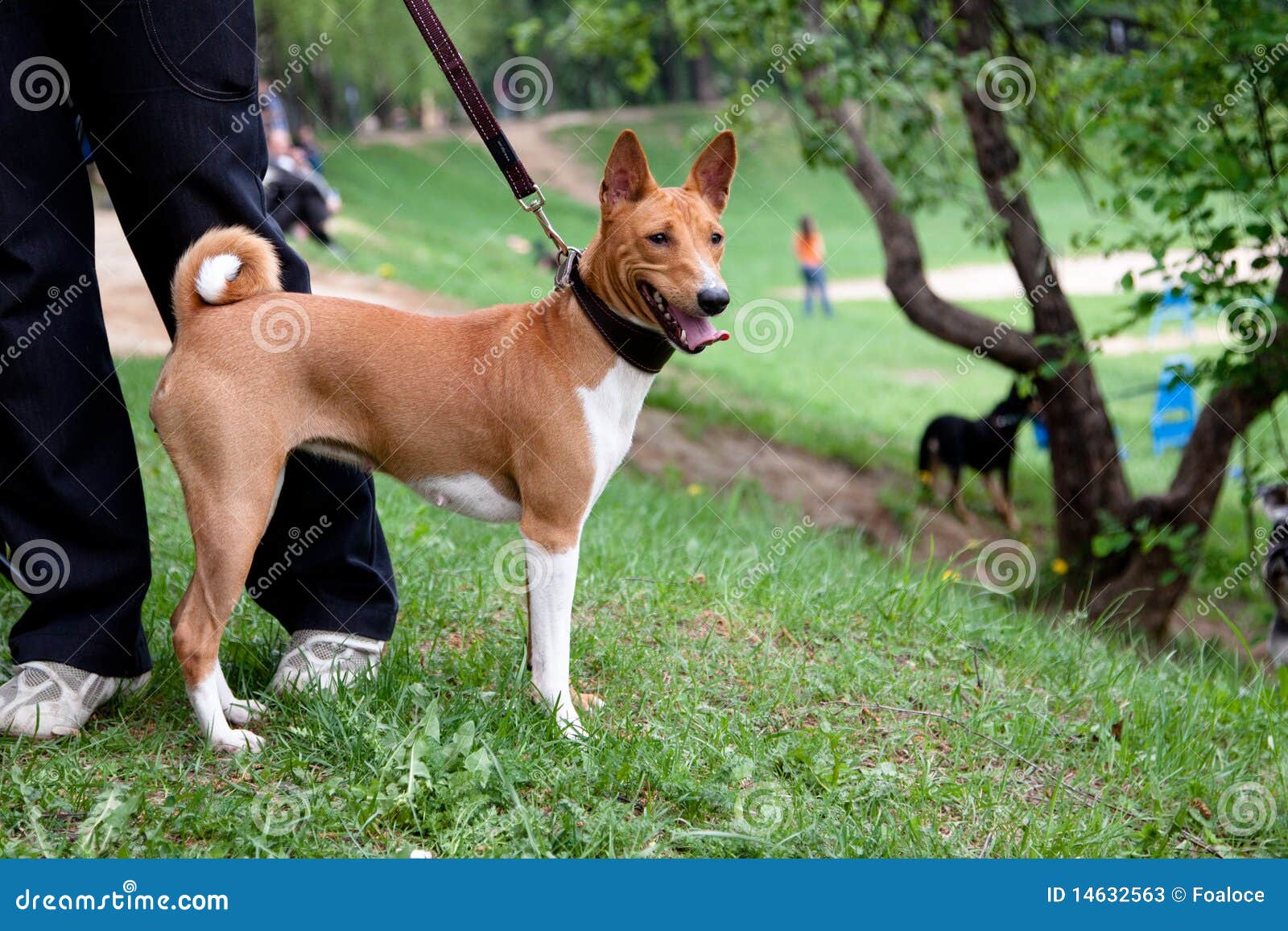 Standing Basenji stock image. Image of spring, grass - 14632563