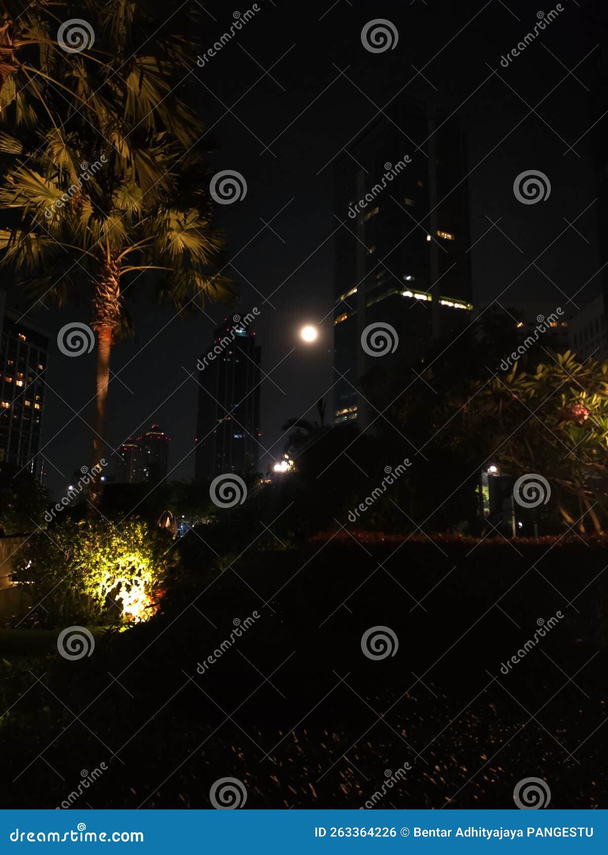 Standing Bathed in Moonlight at Night Stock Photo - Image of midnight ...