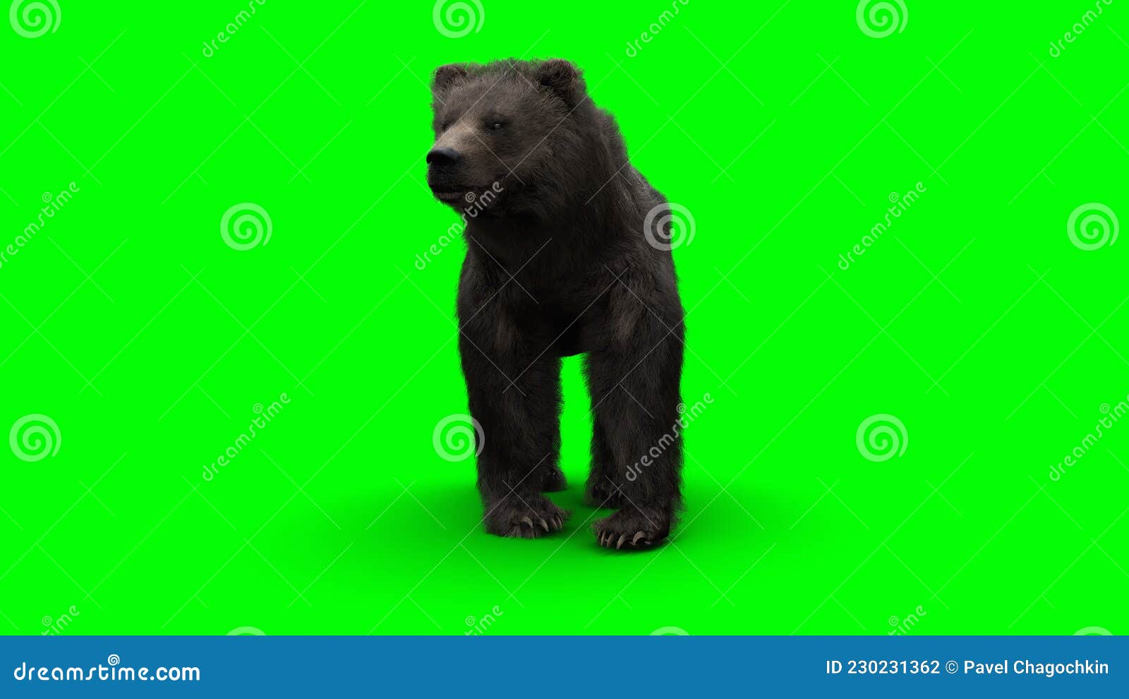 Standing Bear. Green Screen Isolate. 3d Rendering. Stock Illustration ...