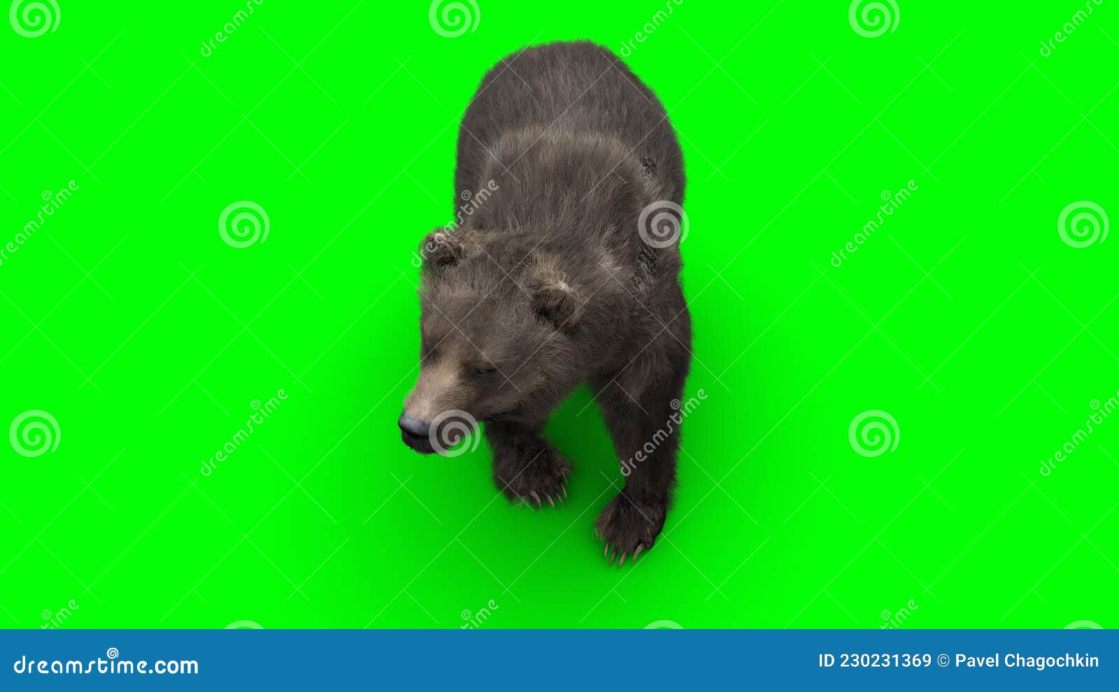 Standing Bear. Green Screen Isolate. 3d Rendering. Stock Illustration ...