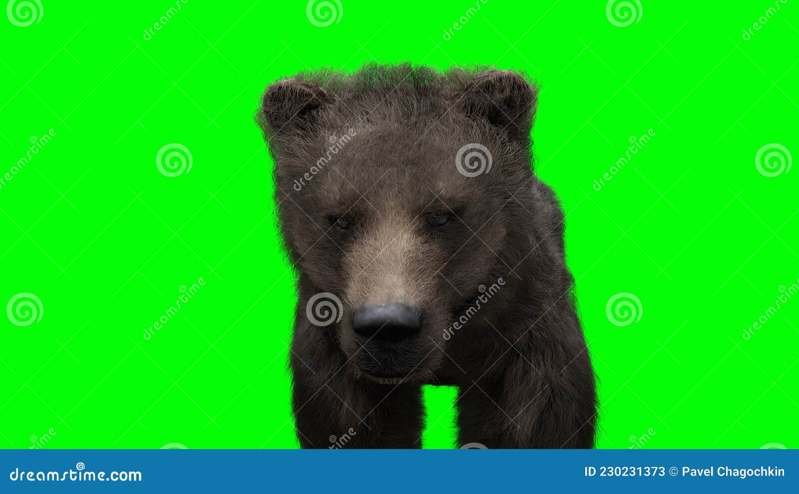 Standing Bear. Green Screen Isolate. 3d Rendering. Stock Illustration ...