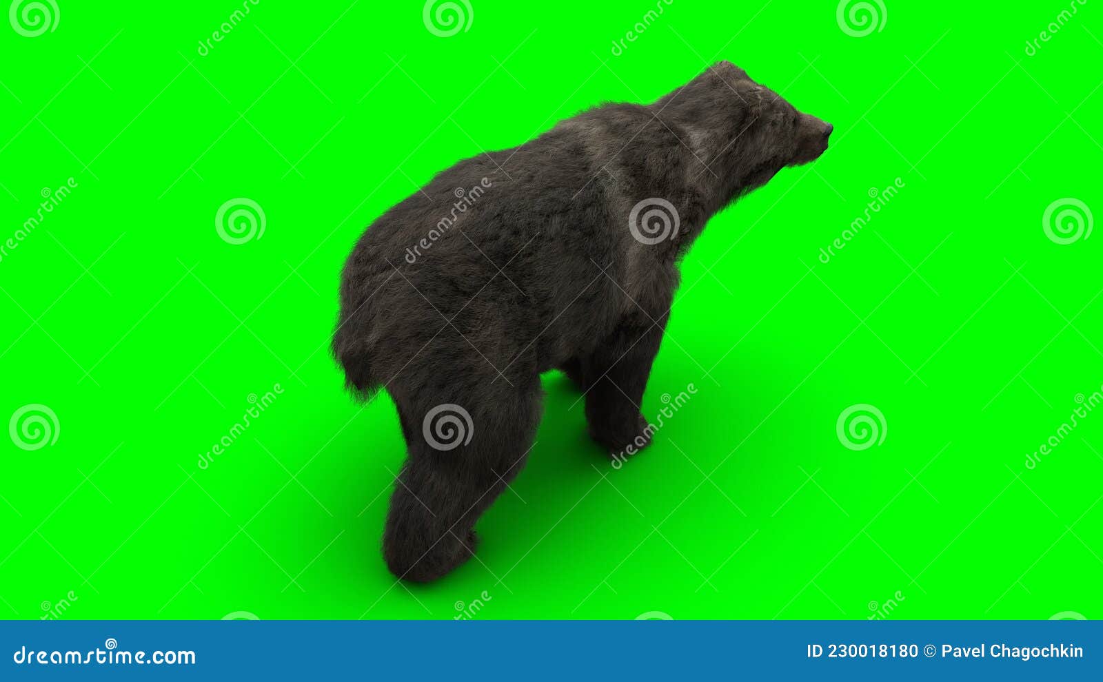Standing Bear. Green Screen Realistic Animation. Stock Footage - Video ...