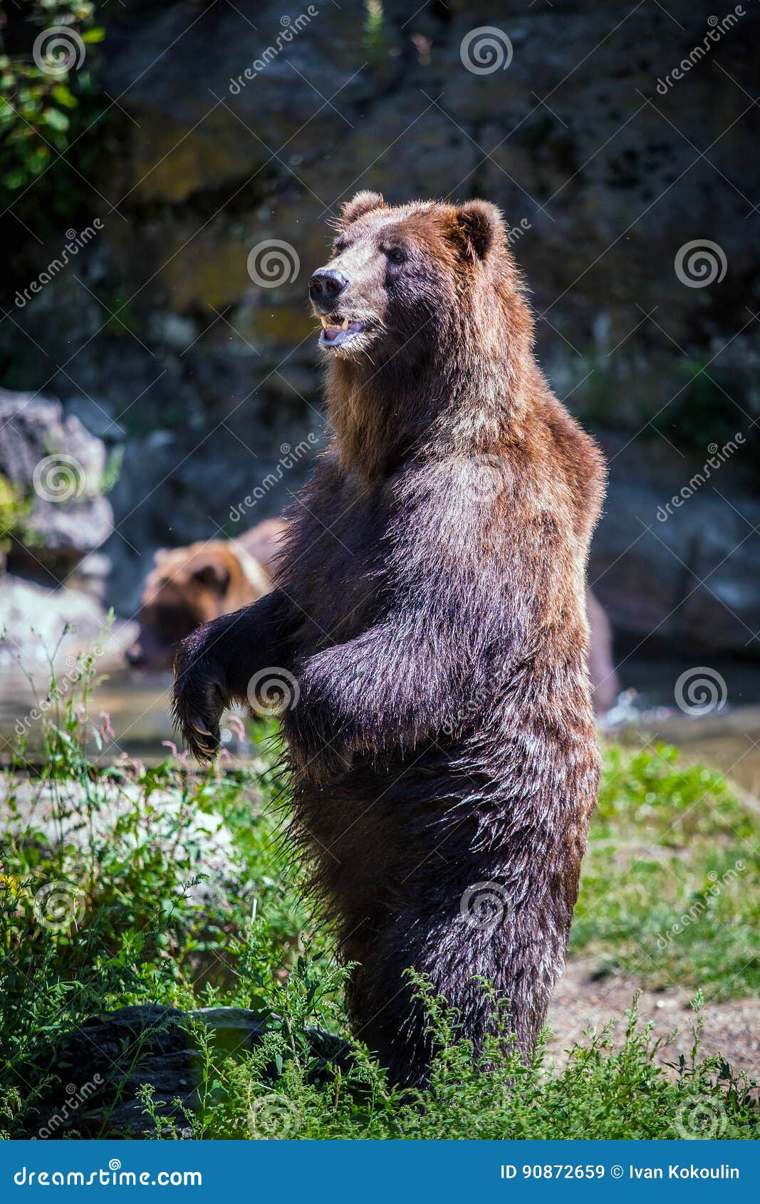 Grizzly Bear Standing Up Angry