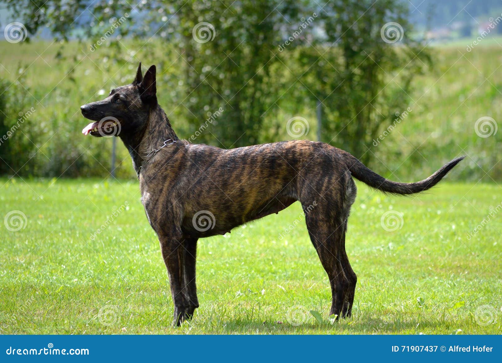 Standing big dog stock image. Image of obediently, stagnant - 71907437