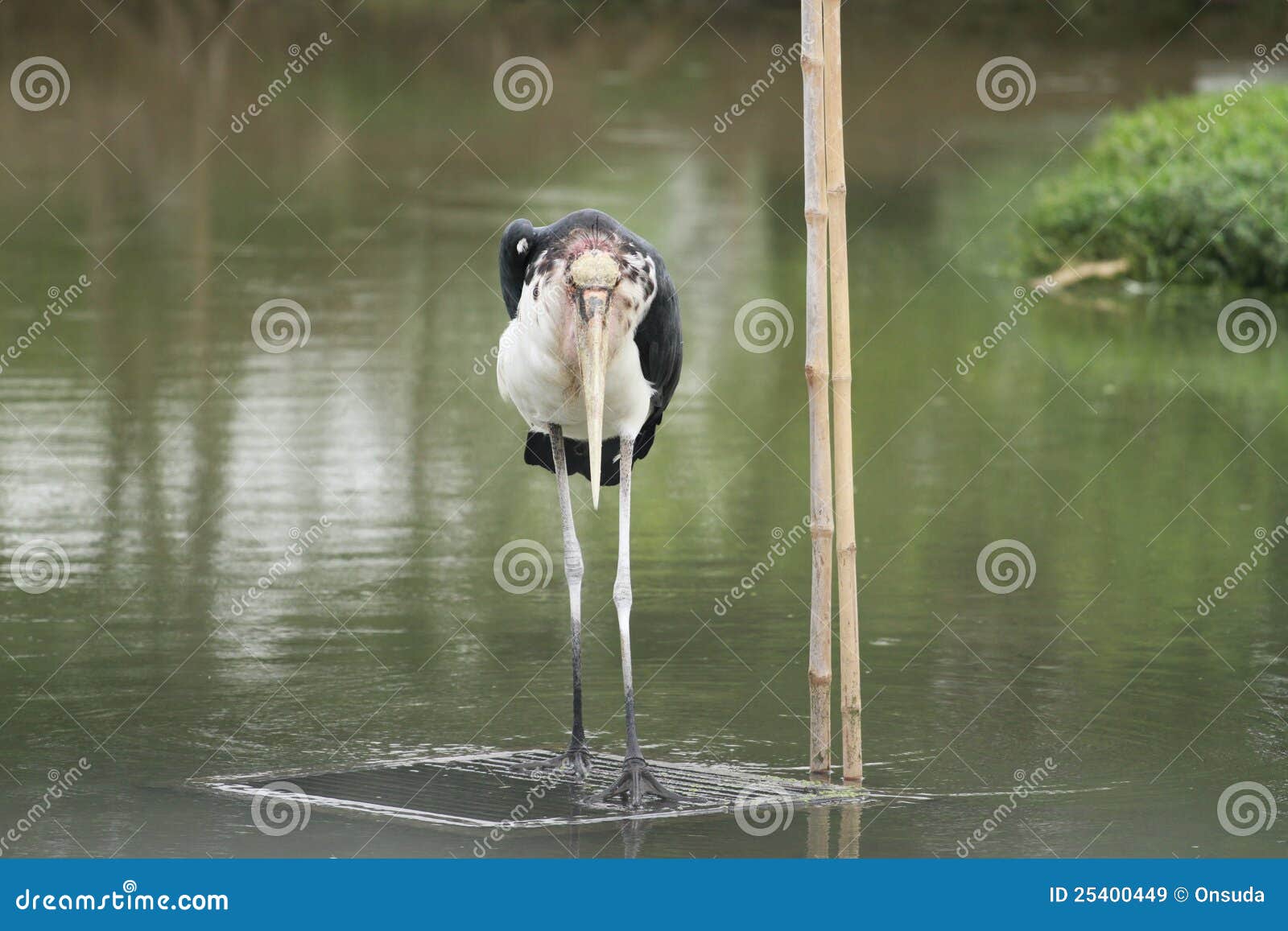 Standing bird stock image. Image of pole, life, white - 25400449