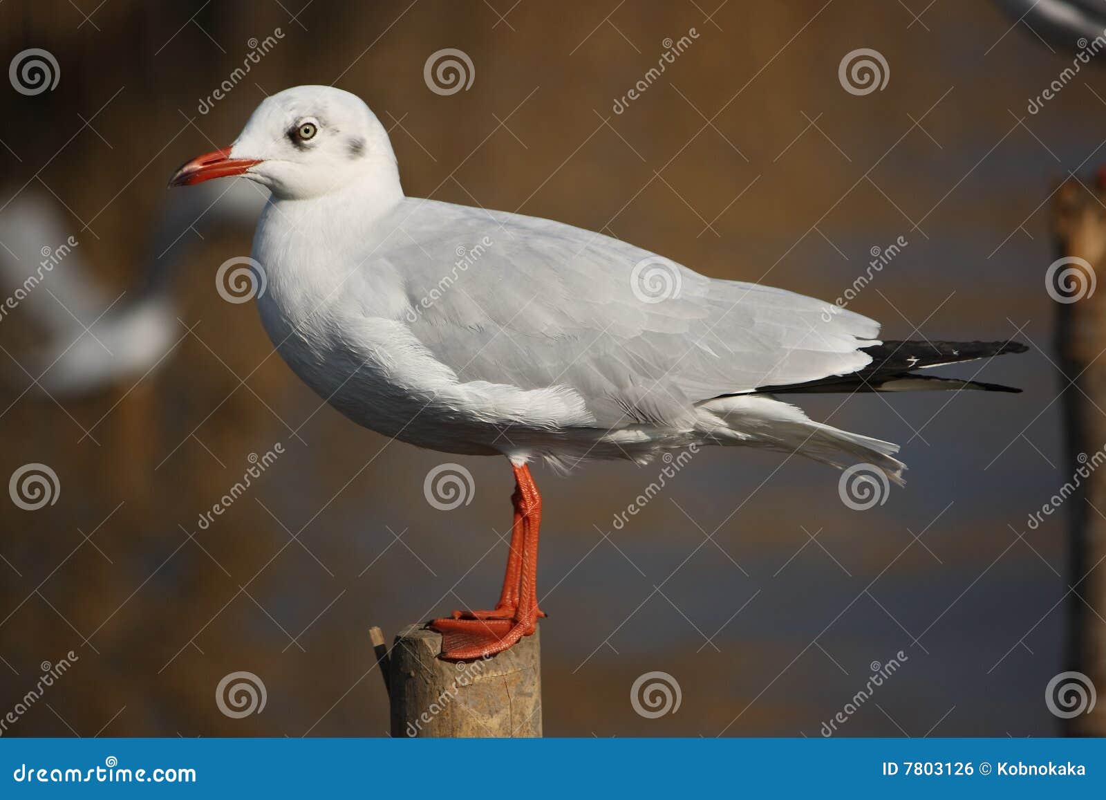 Standing Bird stock photo. Image of bird, wildlife, white - 7803126