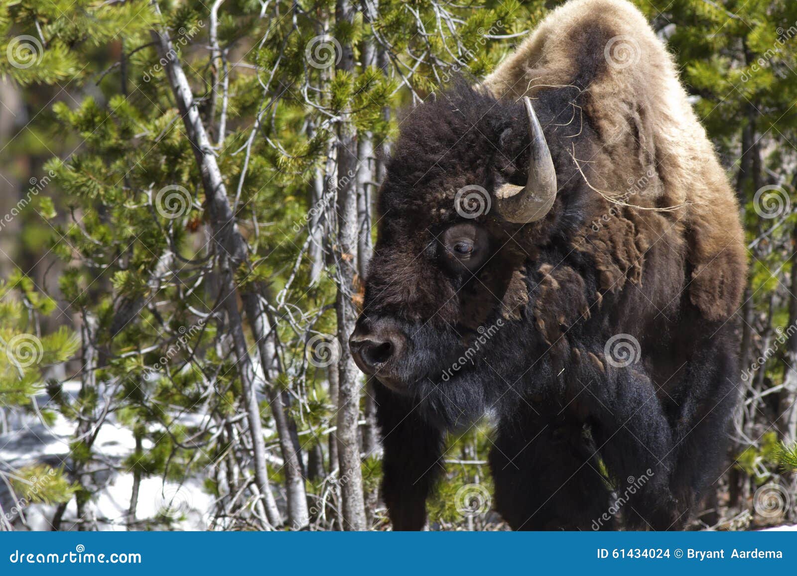 Standing Bison stock photo. Image of animal, desert, yellowstone - 61434024