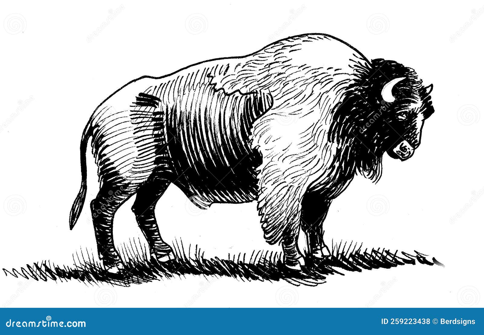 Standing bison stock illustration. Illustration of standing - 259223438