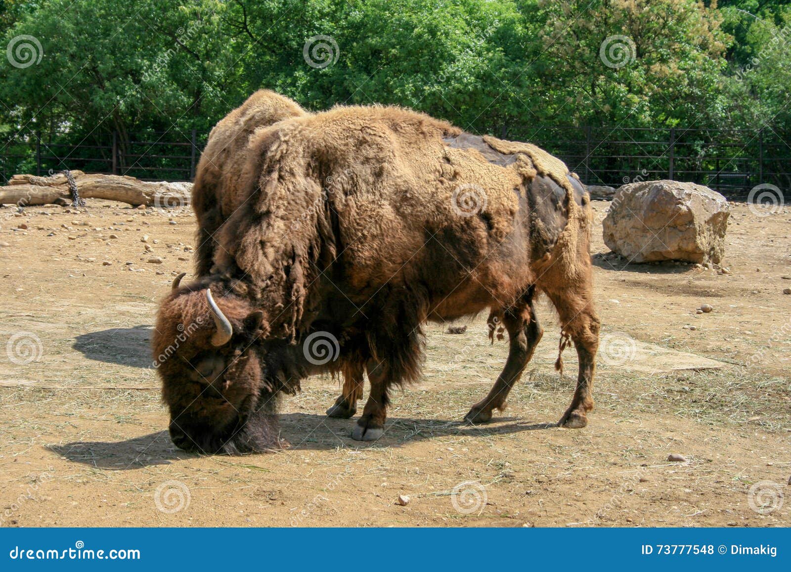 Standing bison profile stock photo. Image of view, mammal - 73777548