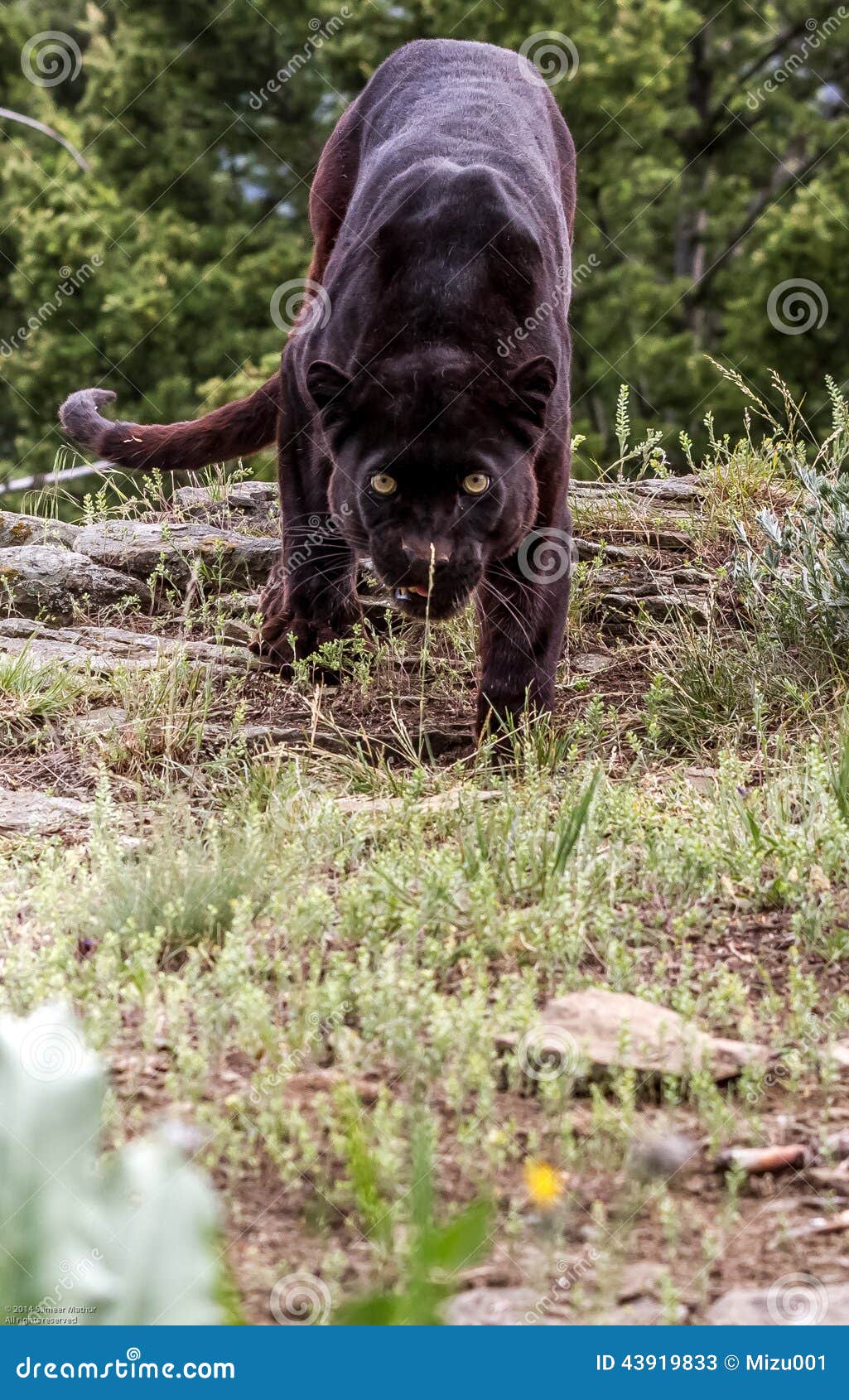 Standing Black Leopard stock image. Image of aggression - 43919833