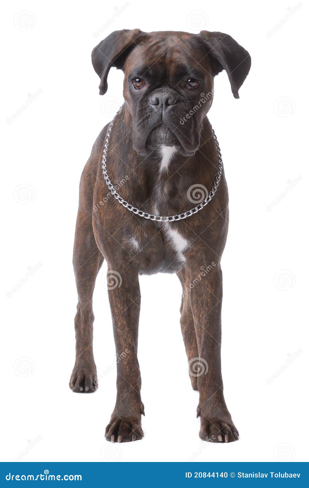 Standing boxer dog stock photo. Image of standing, smooth - 20844140