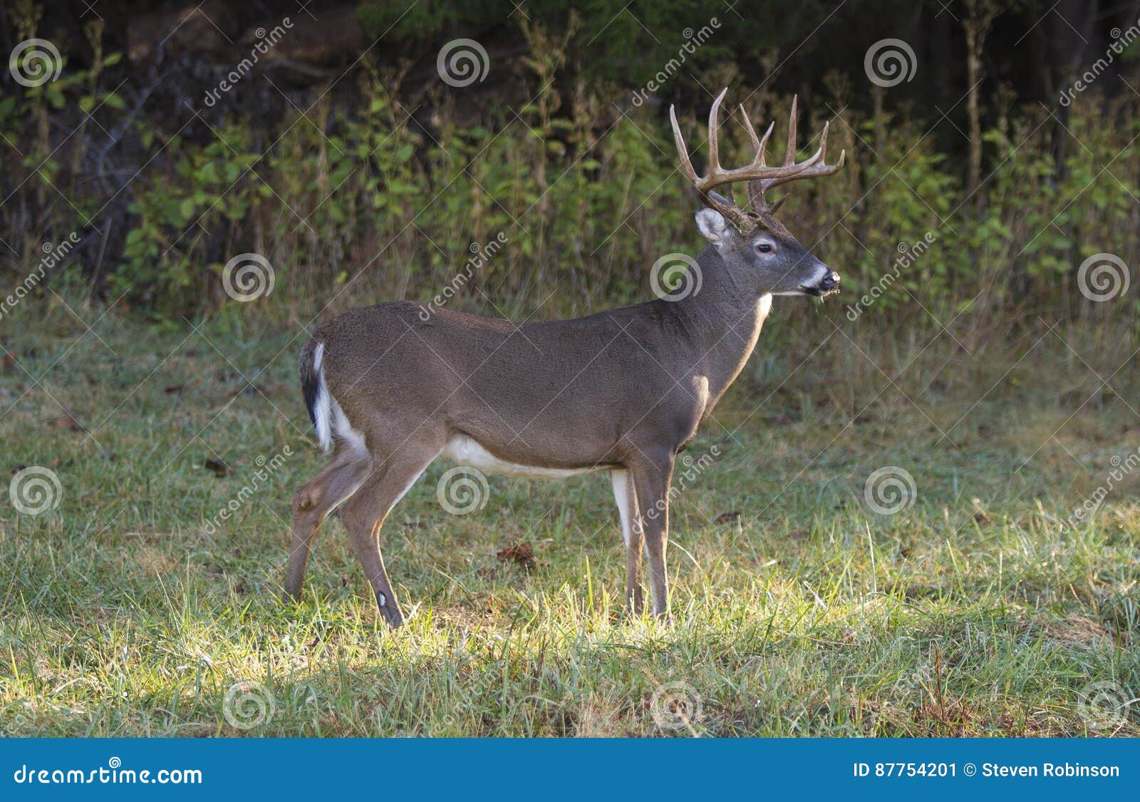 Standing Buck deer stock image. Image of sport, scratch - 87754201