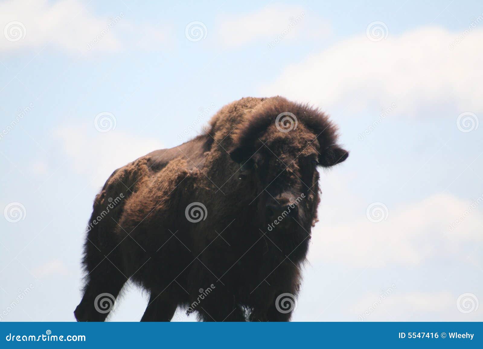 Standing buffalo stock photo. Image of angle, outdoors - 5547416
