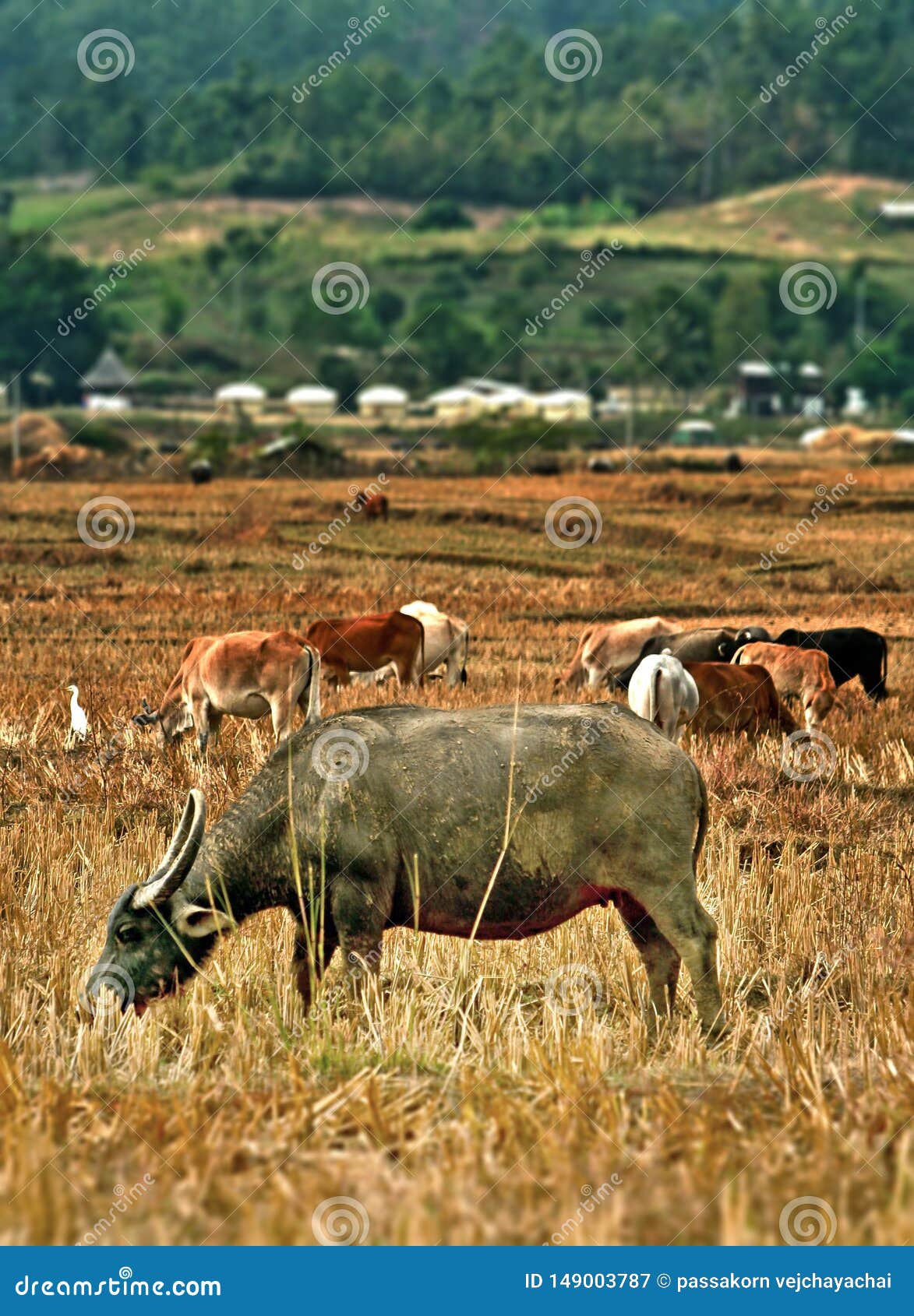 Standing Buffalo Eat the Grass in the Field Stock Image - Image of ...