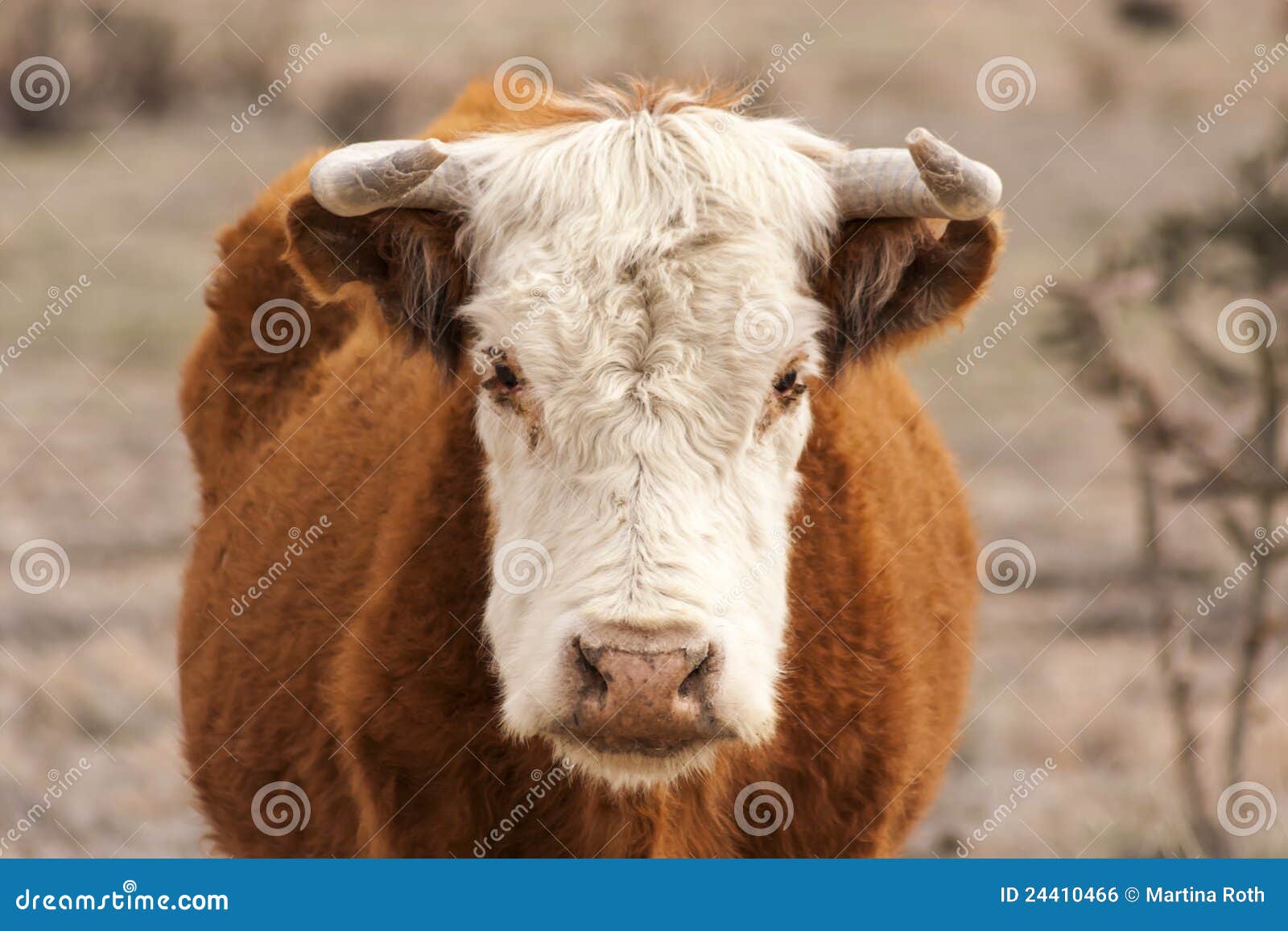 Standing bull stock photo. Image of natural, mottled - 24410466