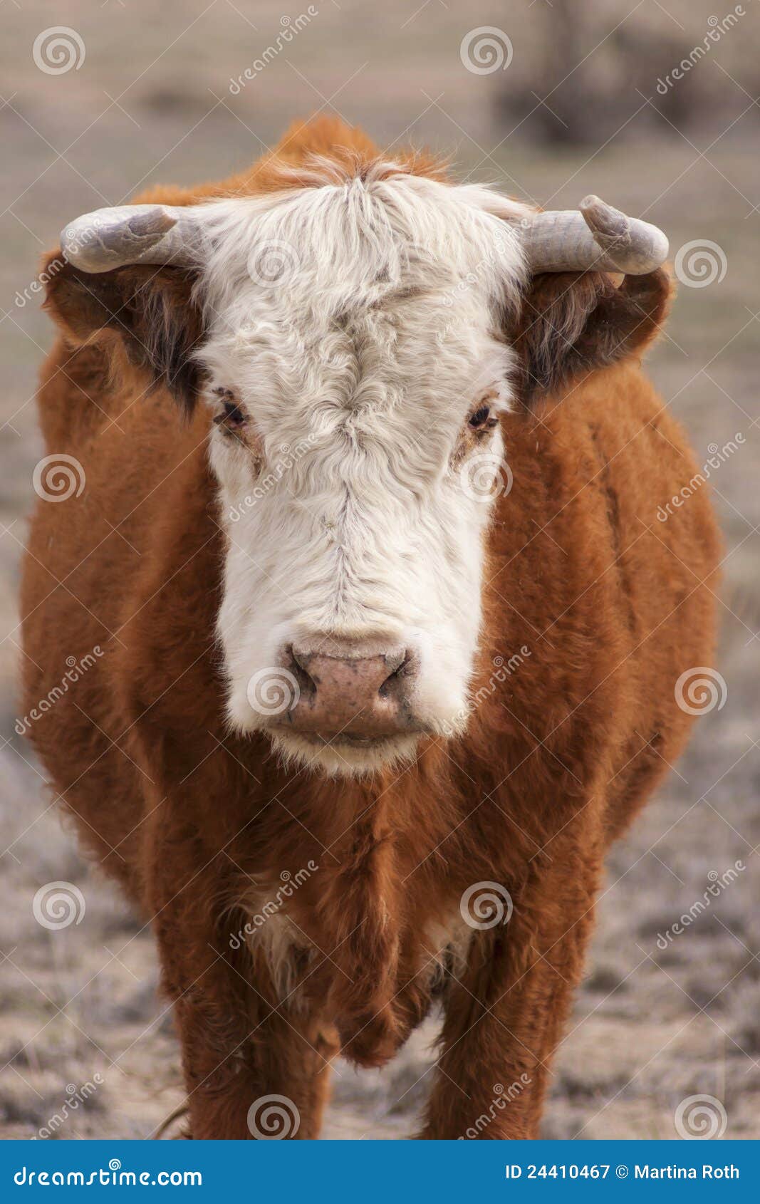 Standing bull stock image. Image of closeup, animal, dangerous - 24410467