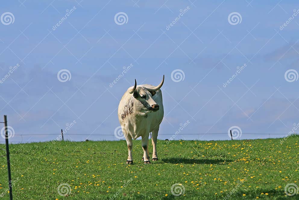 Standing Bull stock image. Image of horn, country, male - 5431721