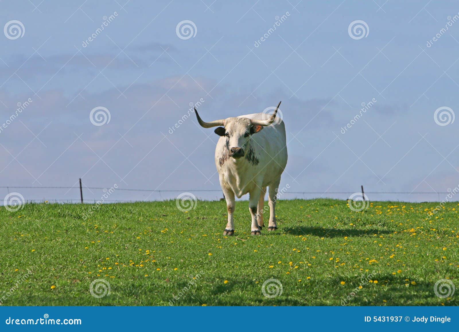 Standing Bull stock image. Image of countryside, bull - 5431937