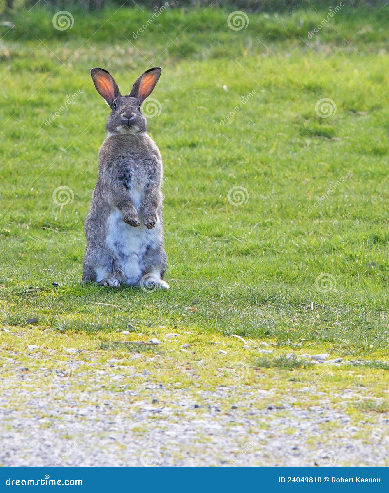 Standing Bunny stock photo. Image of furry, little, wild - 24049810