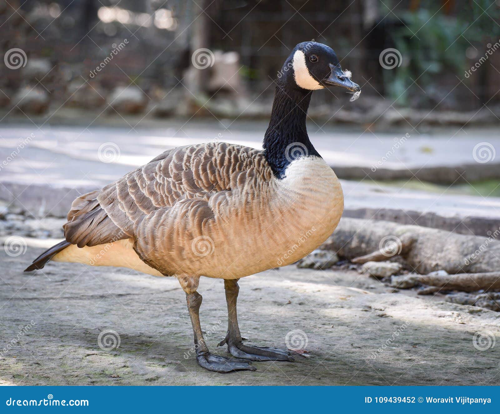 Cackling goose stock photo. Image of cackling, beautiful - 109439452