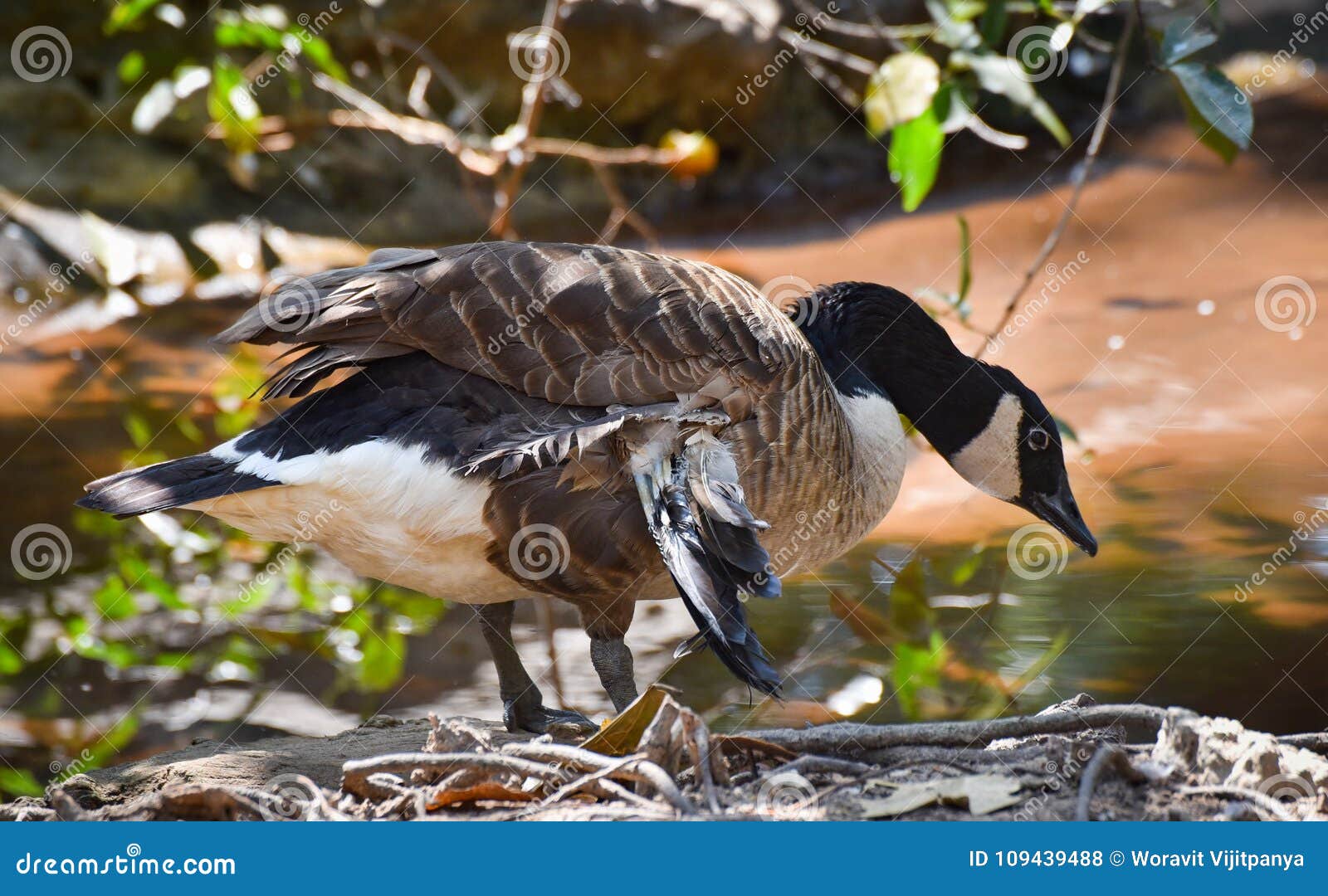 Cackling goose stock photo. Image of foliage, strong - 109439488