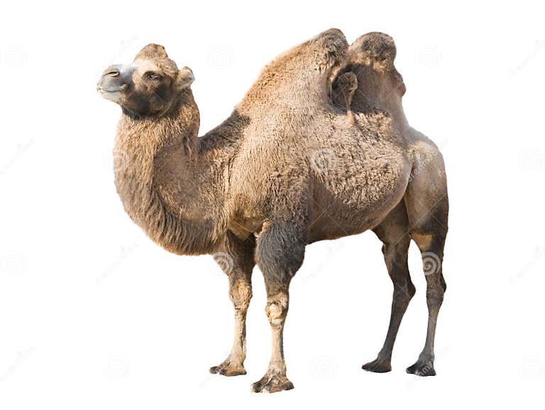 Standing camel stock photo. Image of camel, bactrian - 10490640