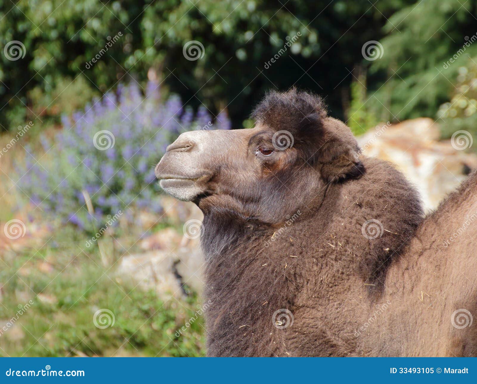 Standing Camel Side Portrait Stock Image - Image of legs, head: 33493105