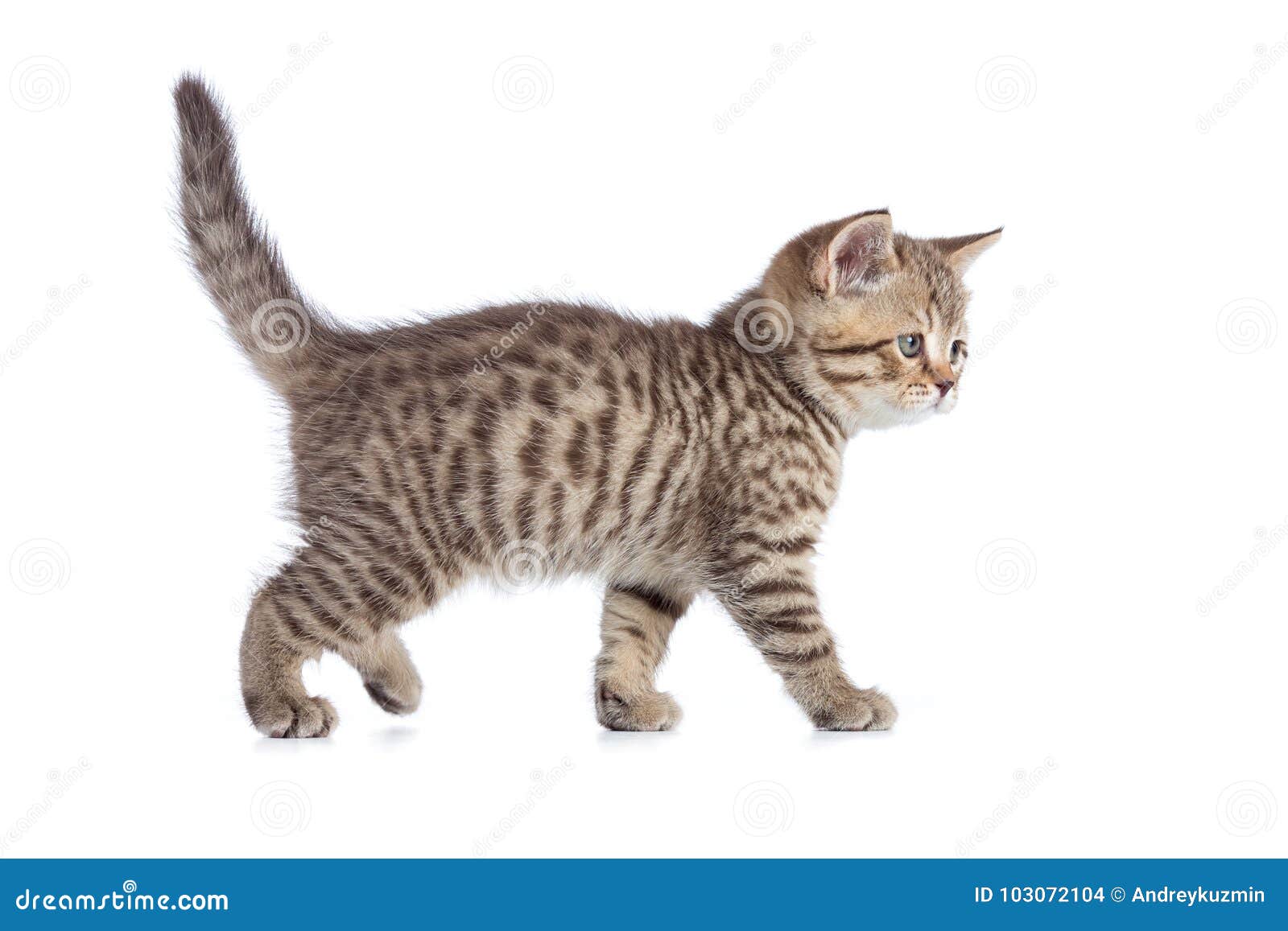 Standing Cat Isolated on White Stock Photo - Image of view, kitty ... Standing Cat Isolated on White Stock Photo - Image of view, kitty ...