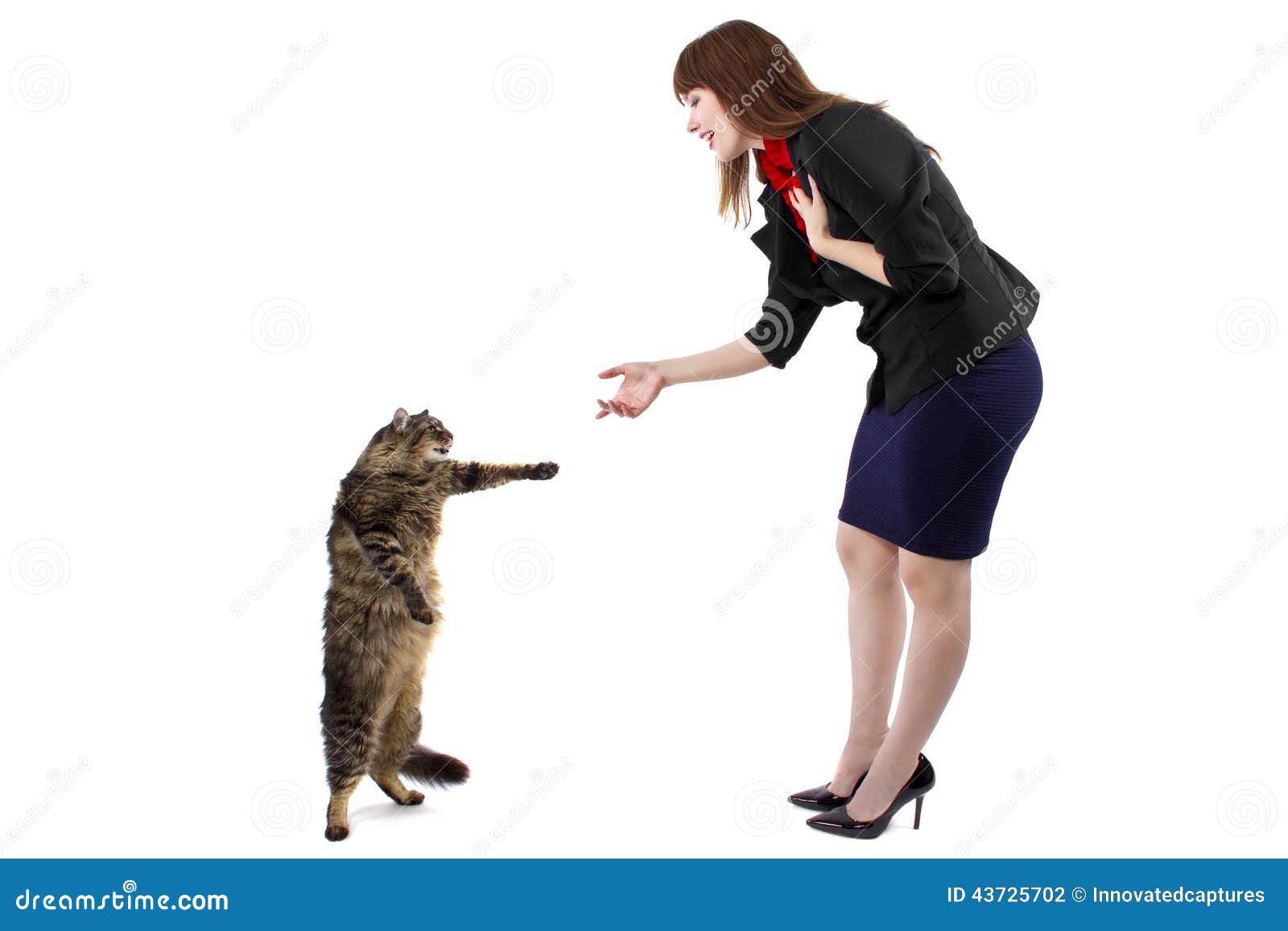 Standing Cat stock photo. Image of feline, leaping, coon - 43725702