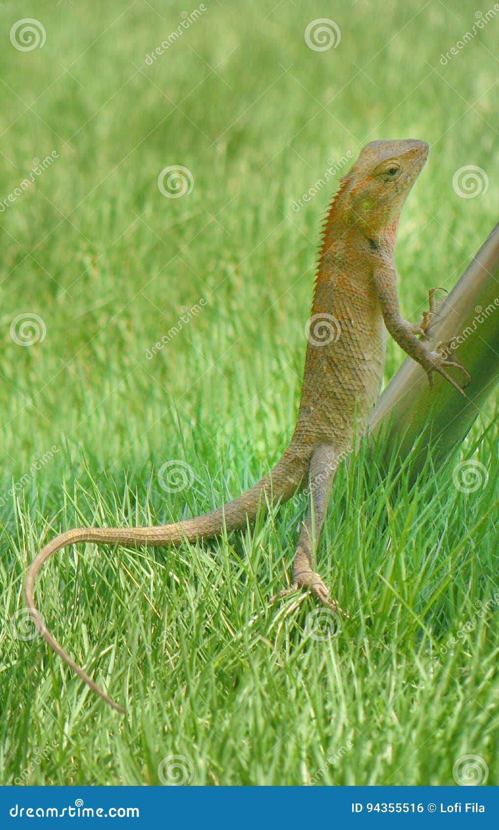 Chameleon stock photo. Image of claws, grass, support - 94355516