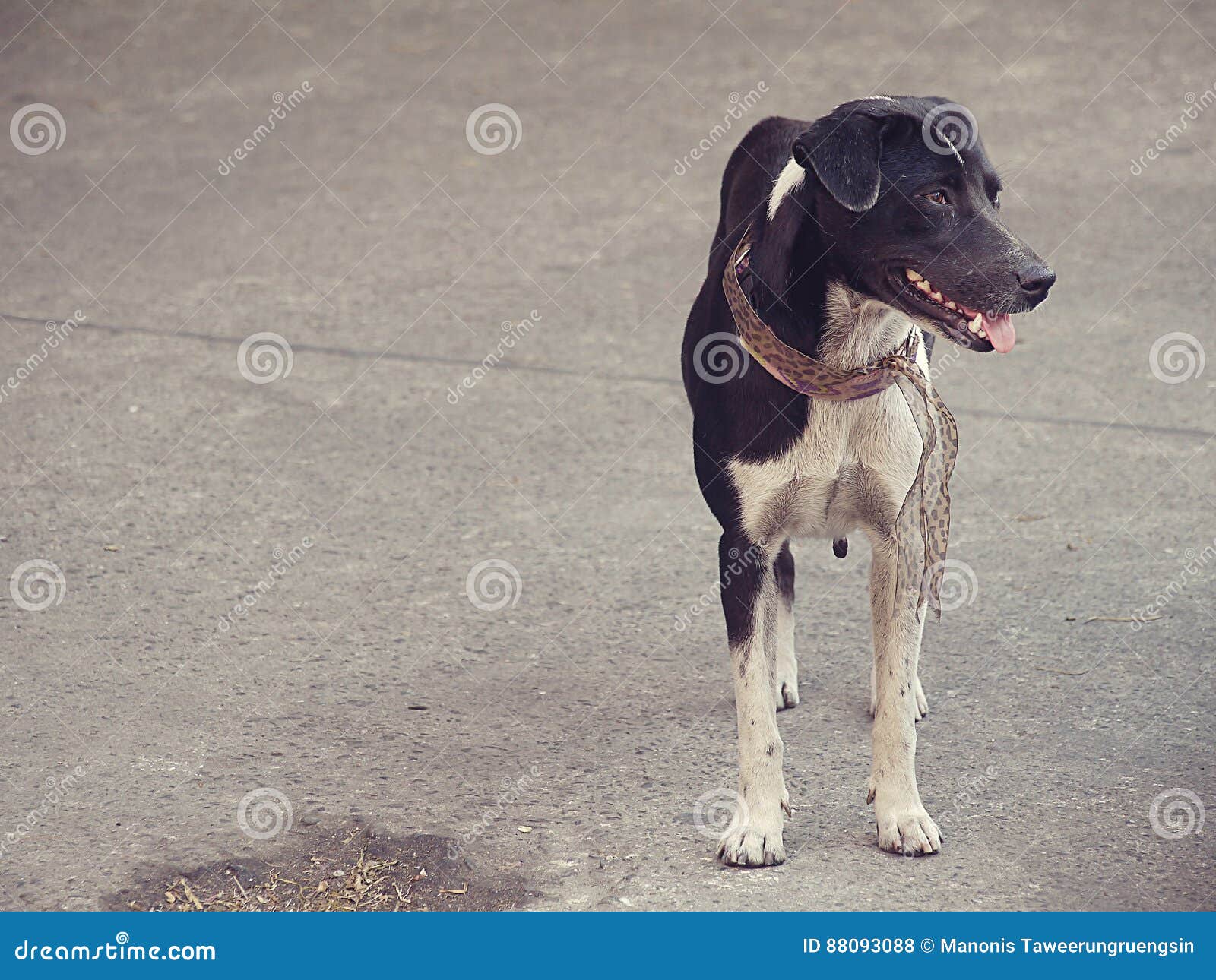Standing Charming Dog with Leopard Skin Pattern Collar Stock Photo ...