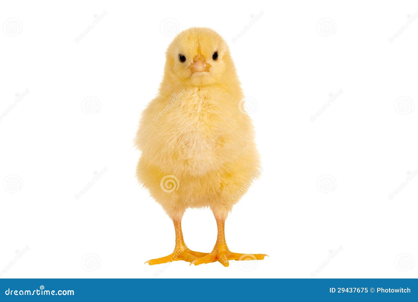 Standing chick stock image. Image of chicks, chick, yellow - 29437675