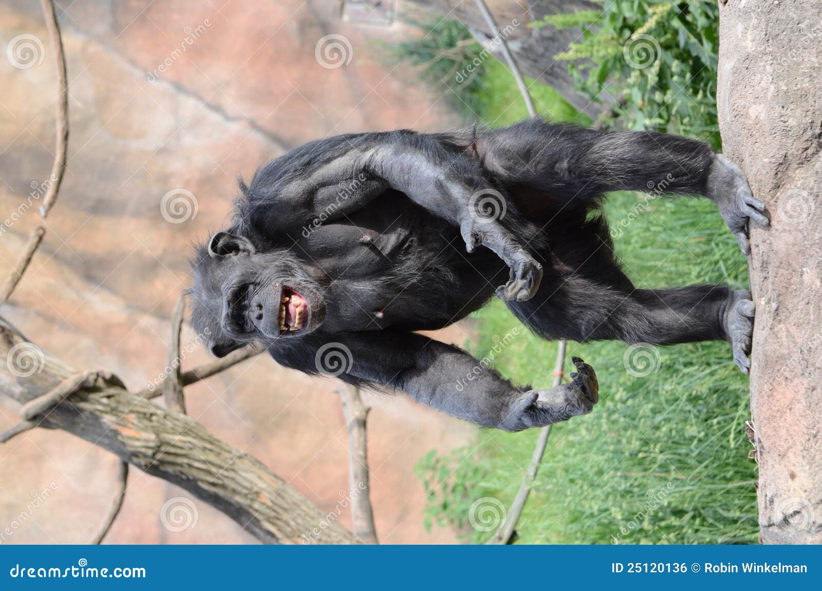 Standing chimp2 stock photo. Image of bipedal, waiting - 25120136