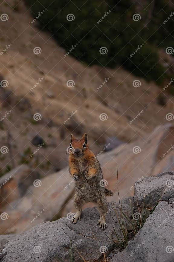 Standing chipmunk stock photo. Image of boxer, boxing - 10754992