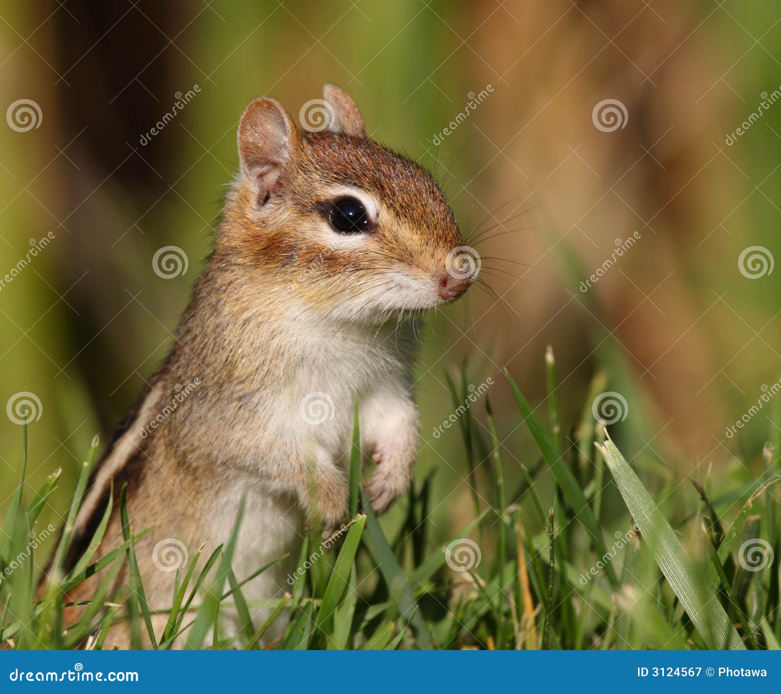 Standing Chipmunk stock image. Image of ontario, squirrel - 3124567
