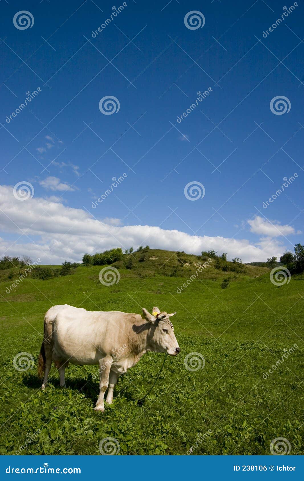 Standing Cow stock photo. Image of horn, green, grass, agriculture - 238106