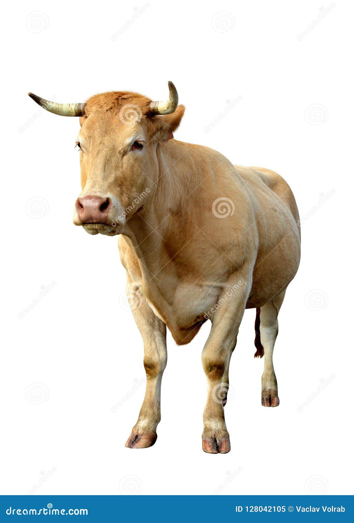 Standing cow. stock image. Image of fauna, livestock - 128042105